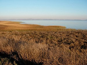 Home - San Francisco Estuary Partnership